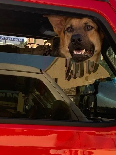 Glad(iator) Dogs! Let's see 'em! | Page 21 | Jeep Gladiator (JT) News ...