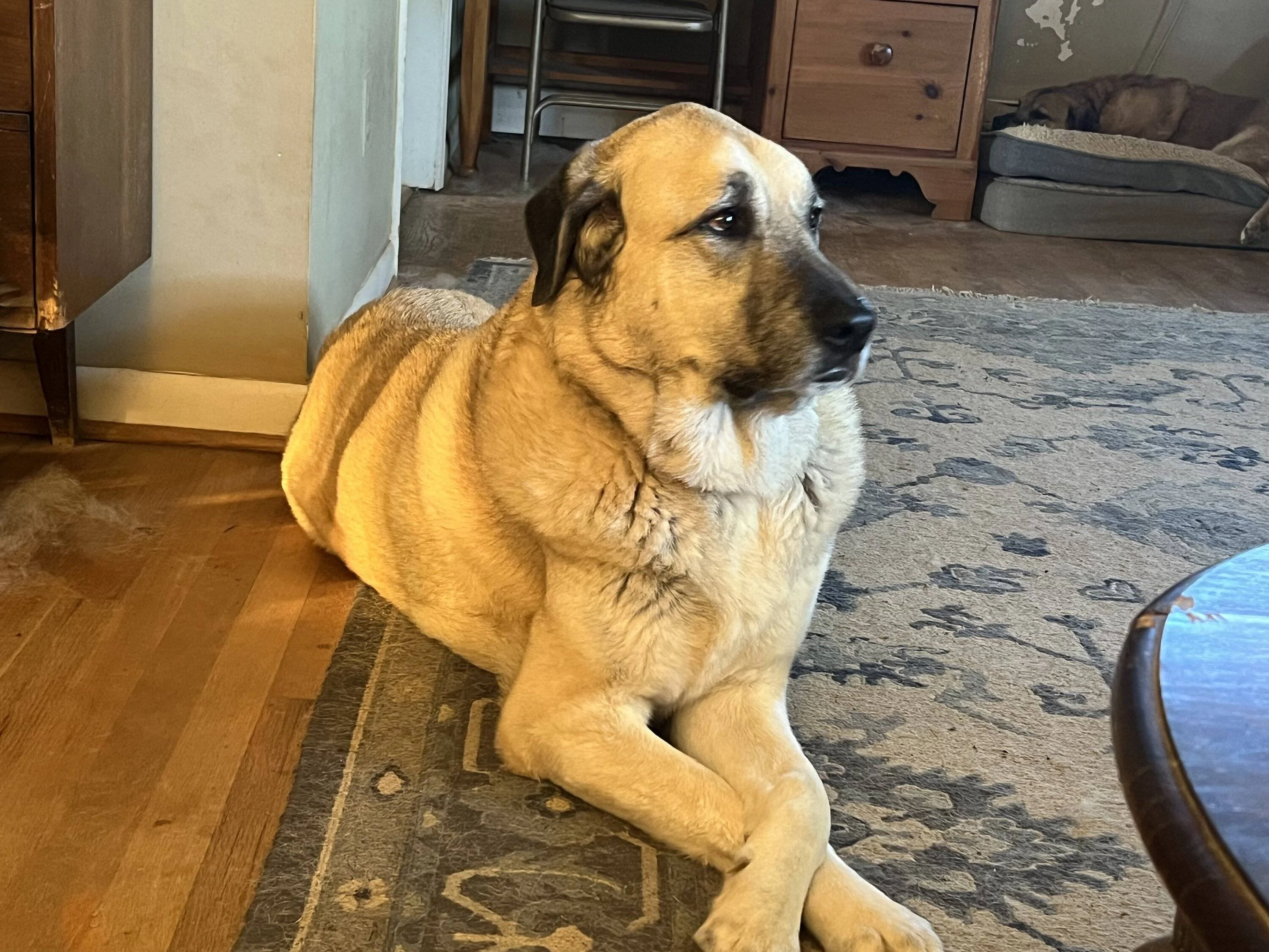 Holy Molle! Who's Actually Using Them? | Page 5 | Jeep Gladiator (JT ...