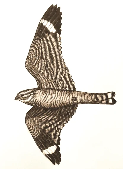 2024 Gladiator NightHawk Package announced to coincide with total solar ...